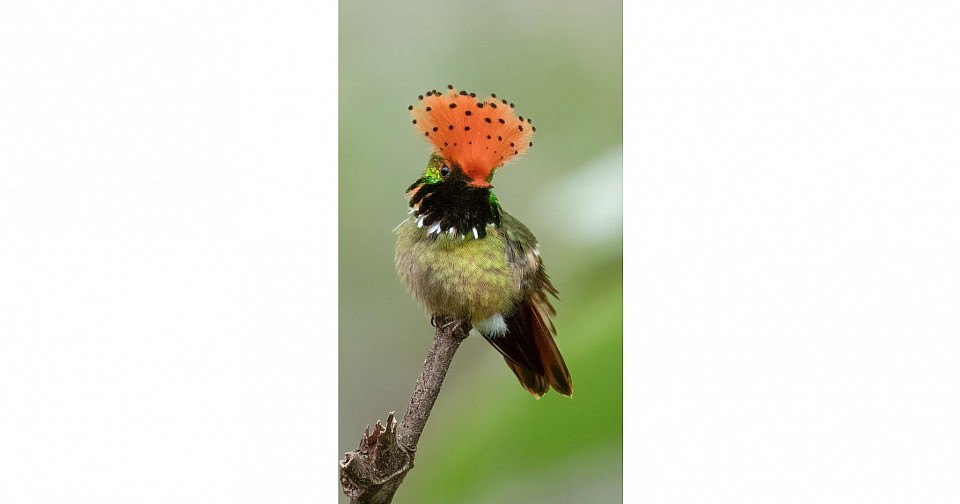 "Birdwatching Near Cuenca| Best Bird Watching Place