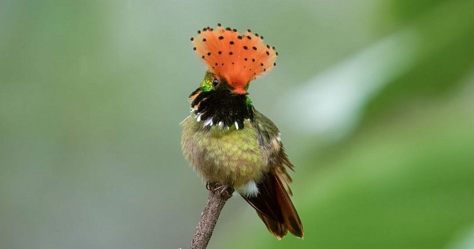 Buglas Birding Gallery"Buglas Birding Gallery: Stunning Trop